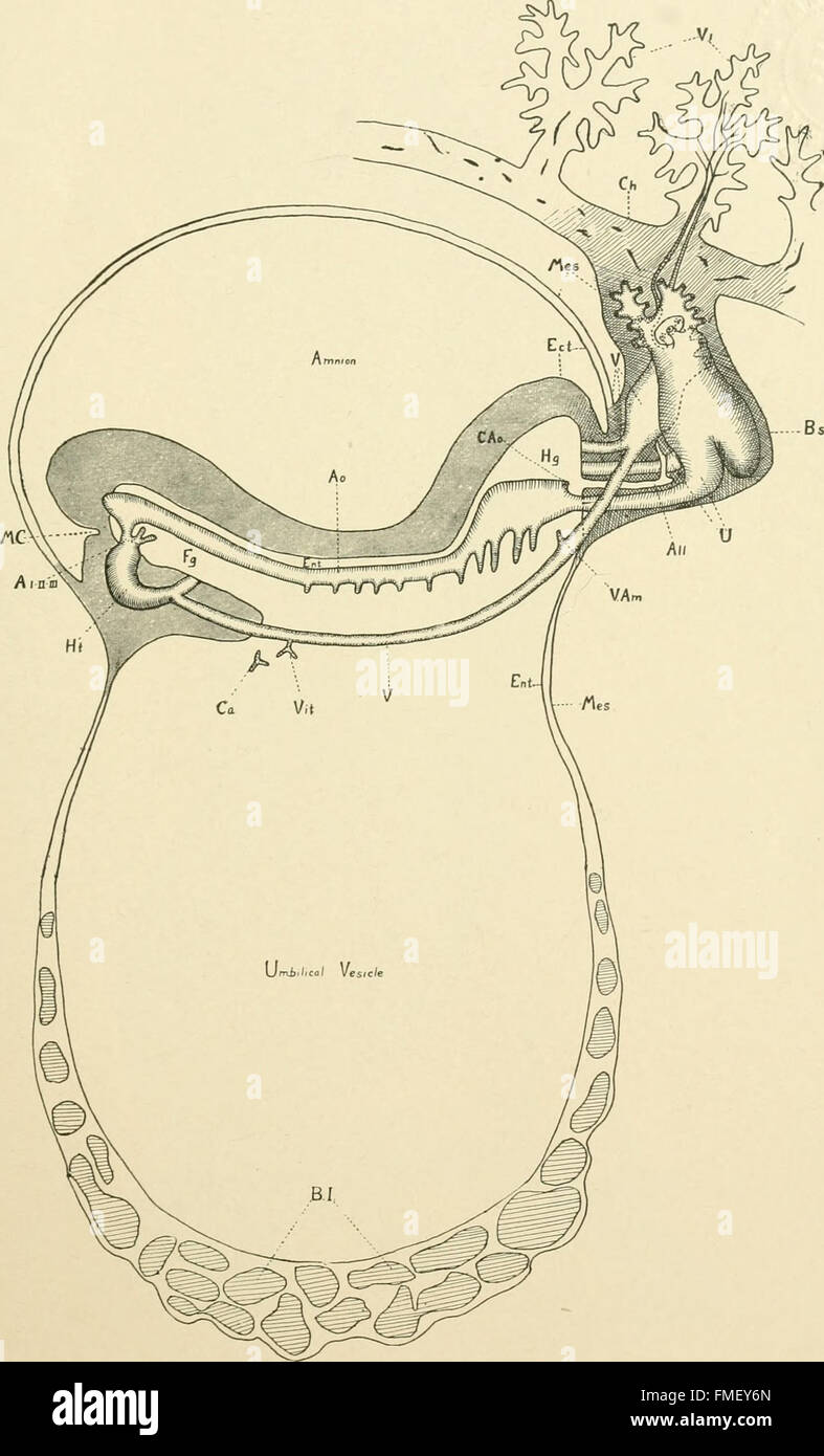 The 1910 edition of 'The American Journal of Anatomy' includes ...