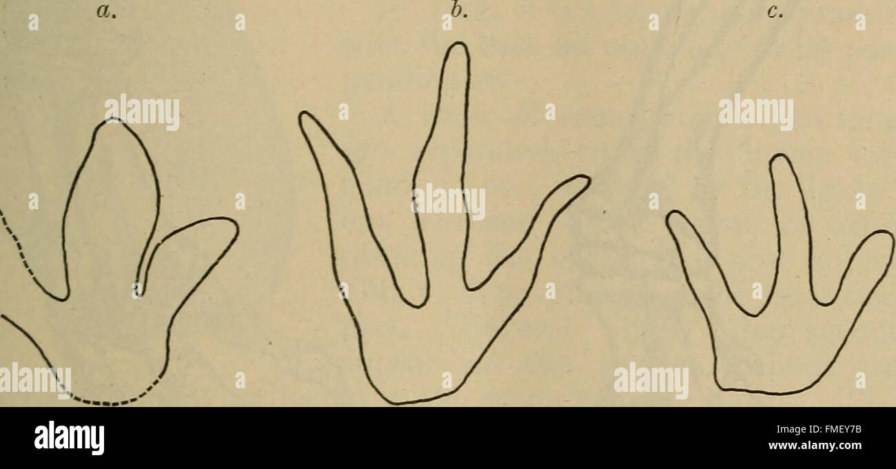 The American journal of science (1899 Stock Photo - Alamy