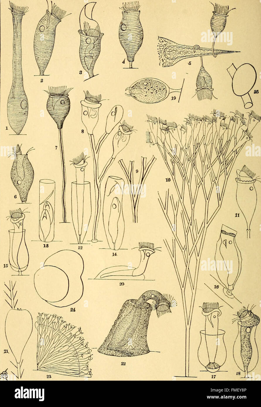 Various microscopic botanical structures hi-res stock photography and ...