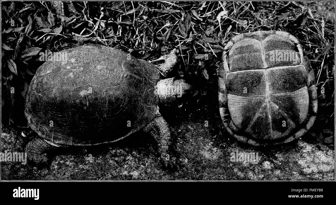 This 1906 work provides detailed knowledge of North America's higher ...