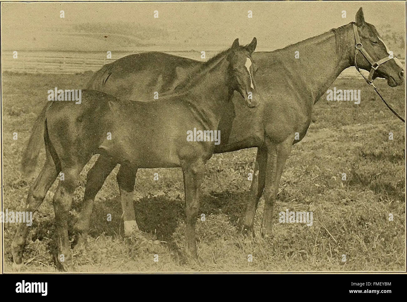 This 1898 book details the history of horse racing in the U.S ...