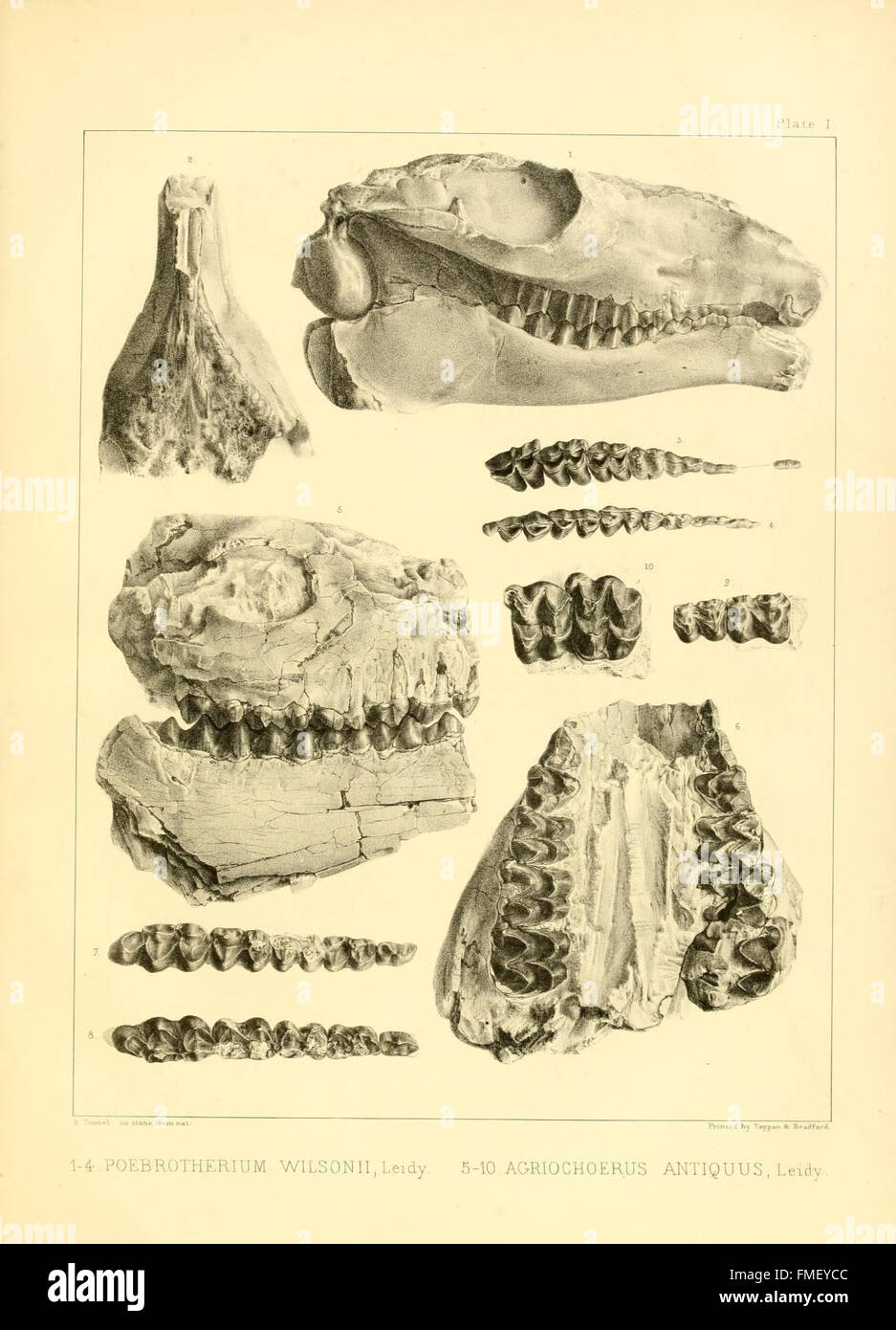 Plate I of 'The Ancient Fauna of Nebraska' presents fossilized remains ...
