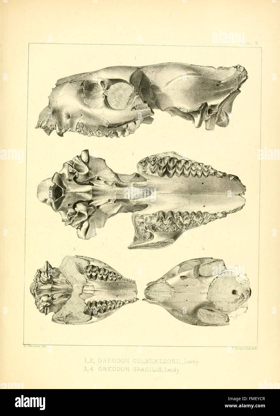 'The Ancient Fauna of Nebraska' presents detailed depictions of extinct ...