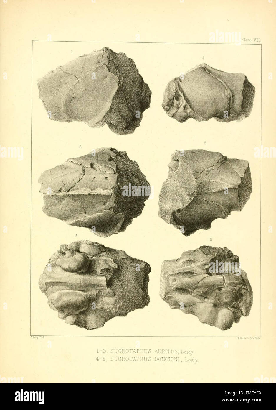 Plate VII from 'The Ancient Fauna of Nebraska' depicts various extinct ...