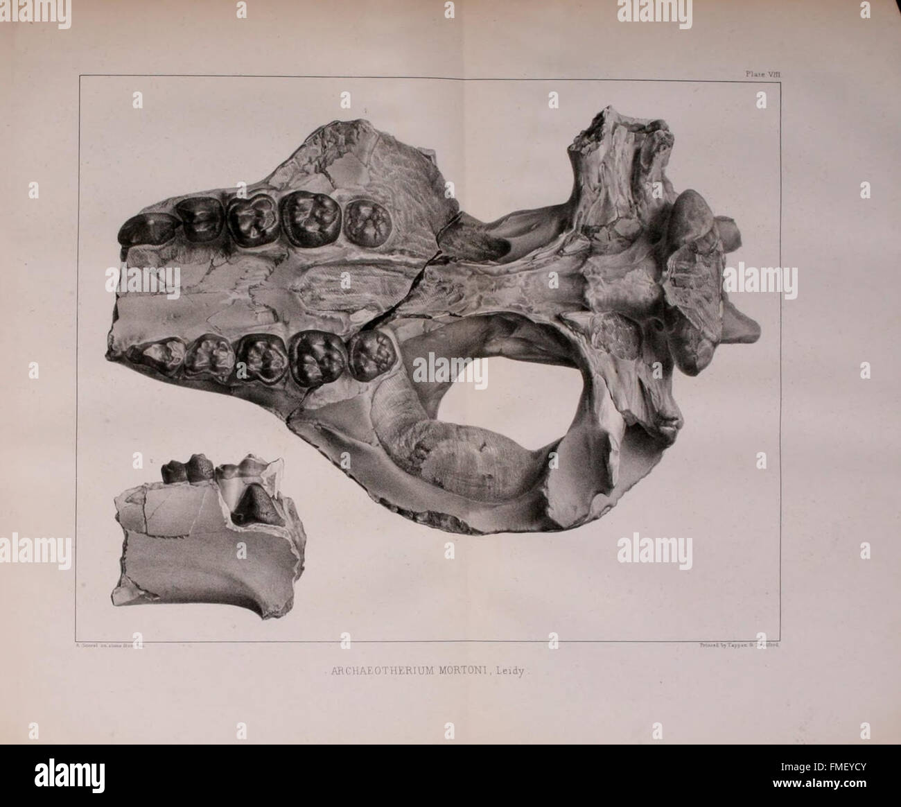 Plate VIII from 'The Ancient Fauna of Nebraska' showcases extinct ...