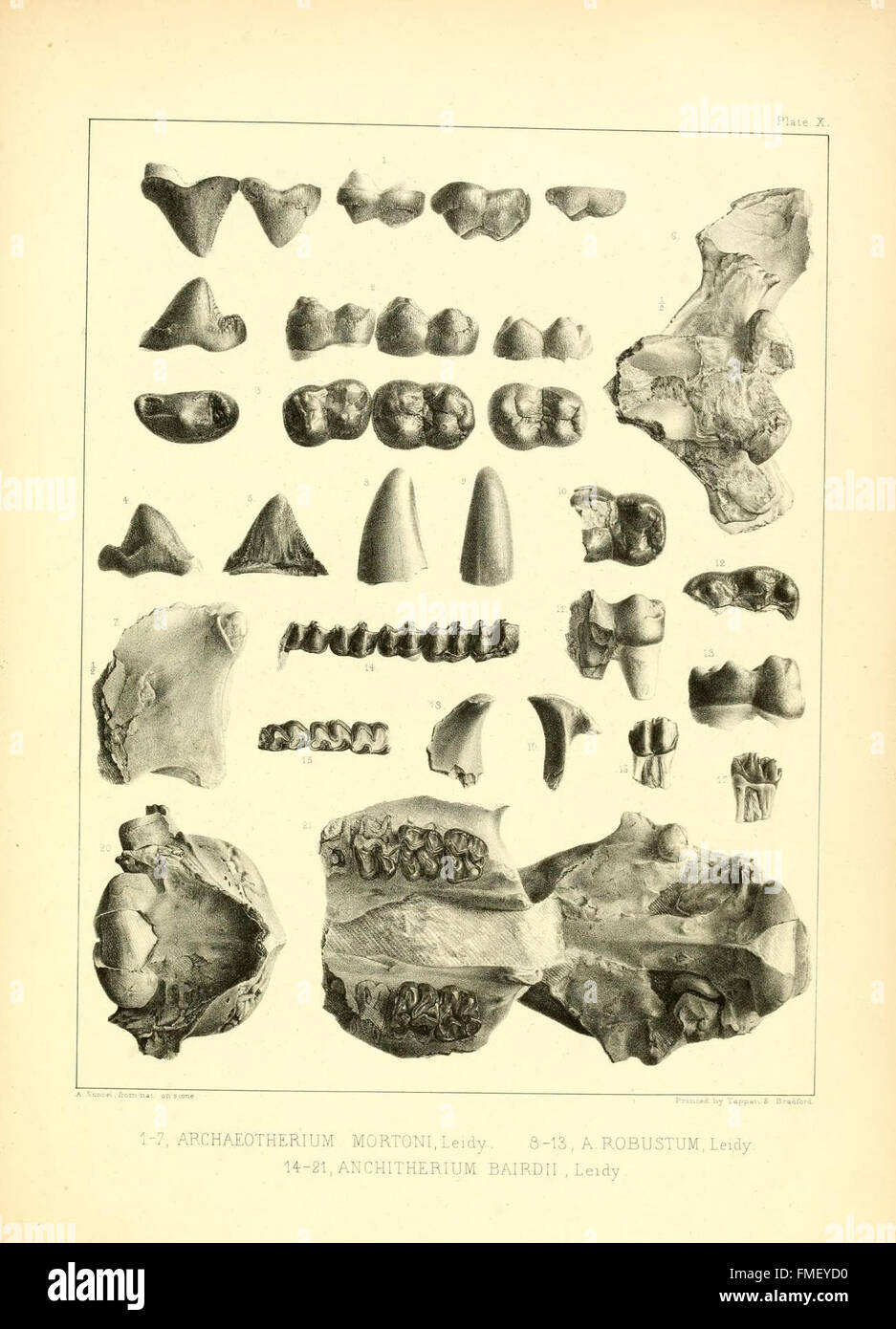 'The Ancient Fauna of Nebraska' explores prehistoric animal life found ...