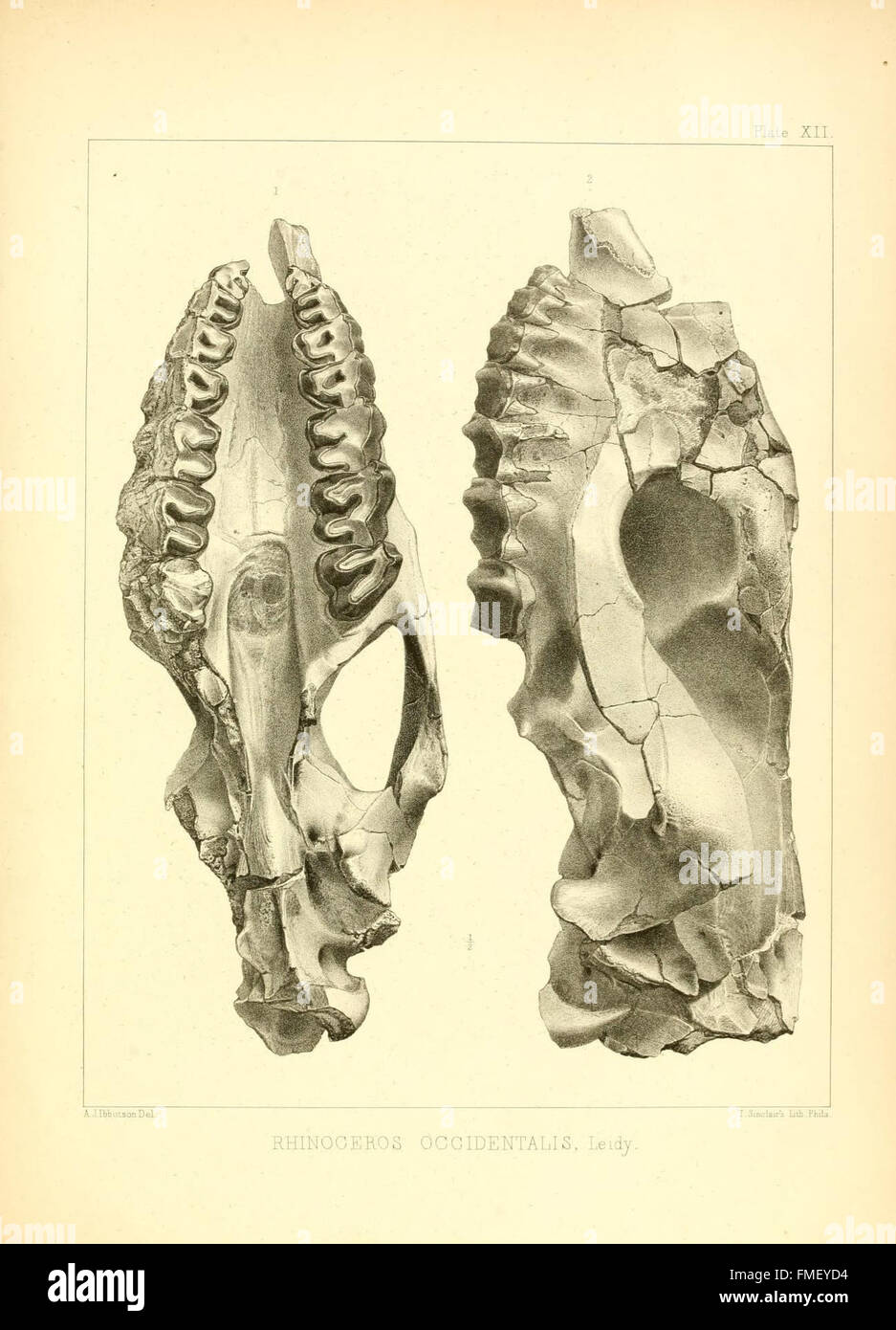 Plate XII from 'The Ancient Fauna of Nebraska' illustrates prehistoric ...
