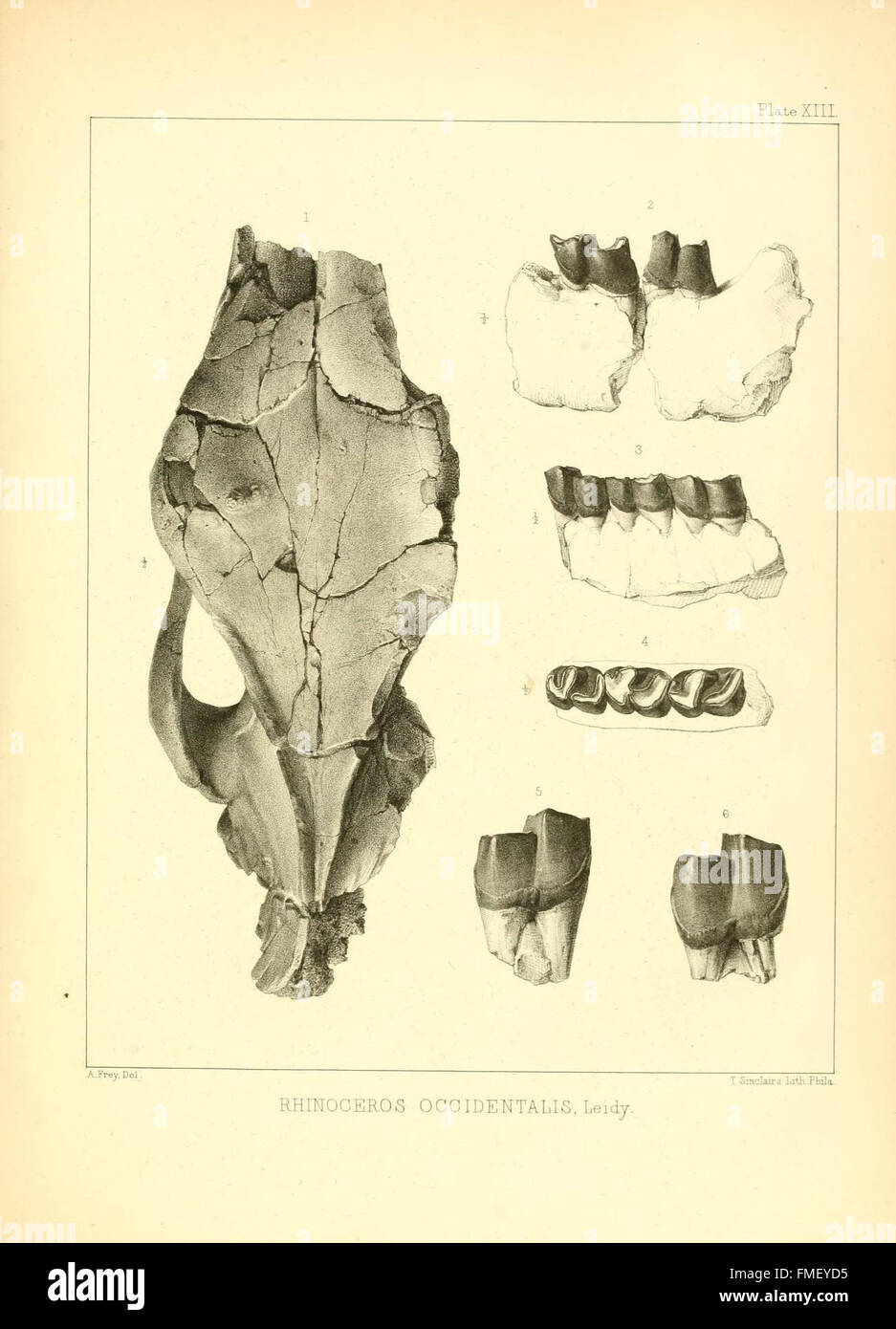Plate XIII from *The Ancient Fauna of Nebraska* showcases fossilized ...