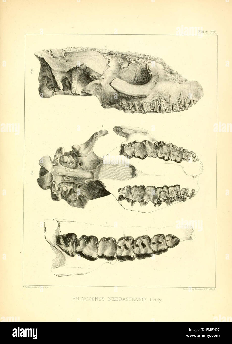 Plate XV of *The Ancient Fauna of Nebraska* depicts various prehistoric ...