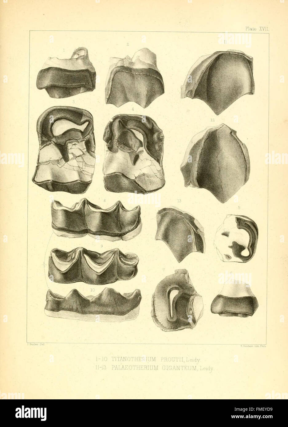 Plate XVII of 'The Ancient Fauna of Nebraska' presents fossilized ...
