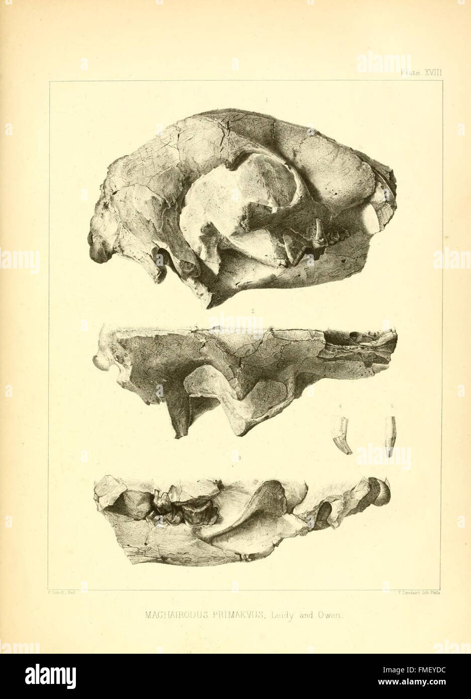 A detailed study of the prehistoric fauna that once inhabited Nebraska ...
