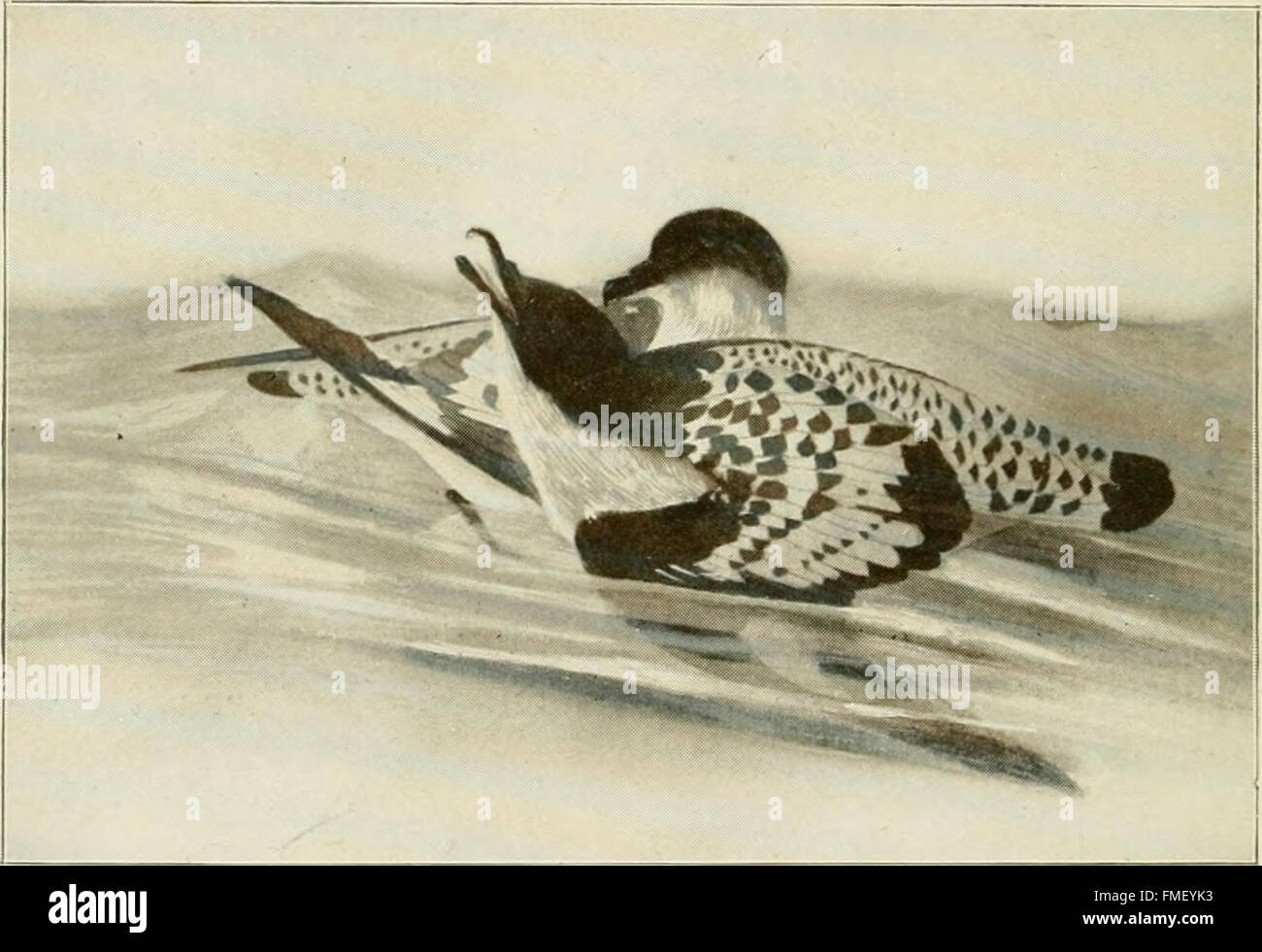 This 1909 work on New Zealand’s vertebrates details the air-breathing ...