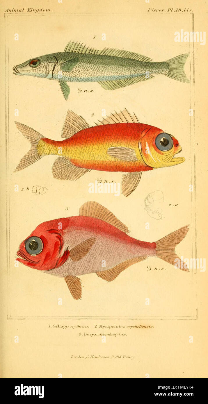 This plate from 'The Animal Kingdom' shows an organized study of ...