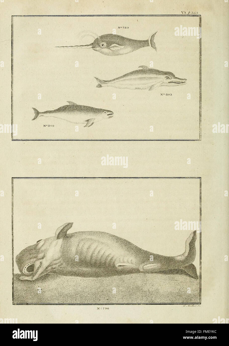 'The Animal Kingdom, or Zoological System' by Sir Charles Linnaeus (Pl ...