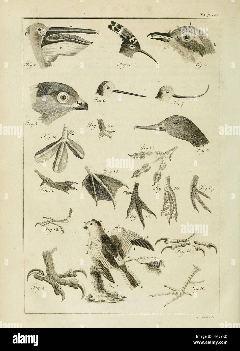 Plate 415 from *The Animal Kingdom* by Sir Charles Linnaeus showcases ...