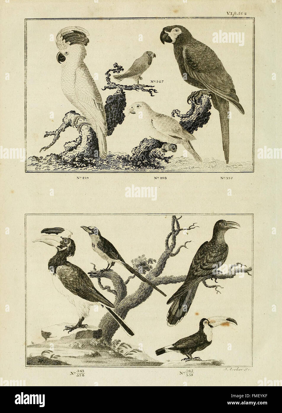 Plate 563 of 'The Animal Kingdom' by Sir Charles Linné provides an ...