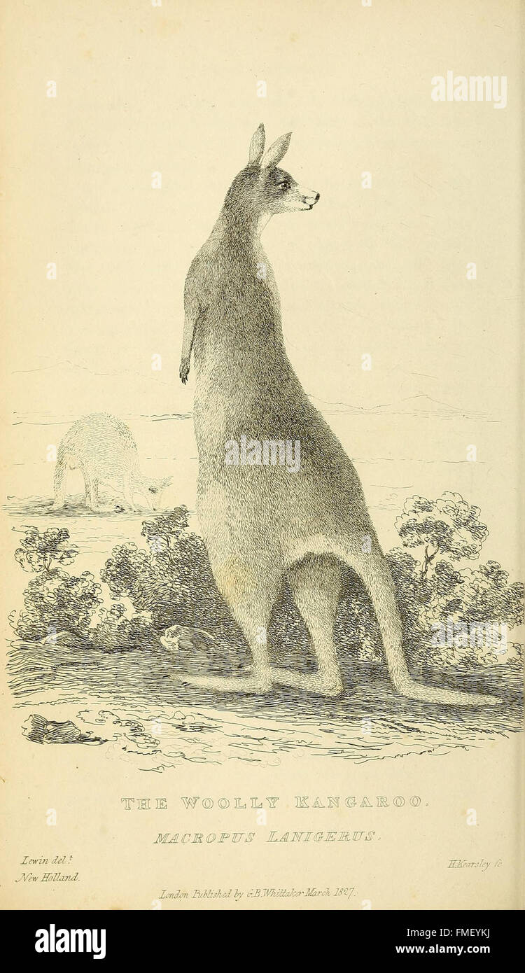 An illustration from 'The Animal Kingdom', depicting a range of animal ...