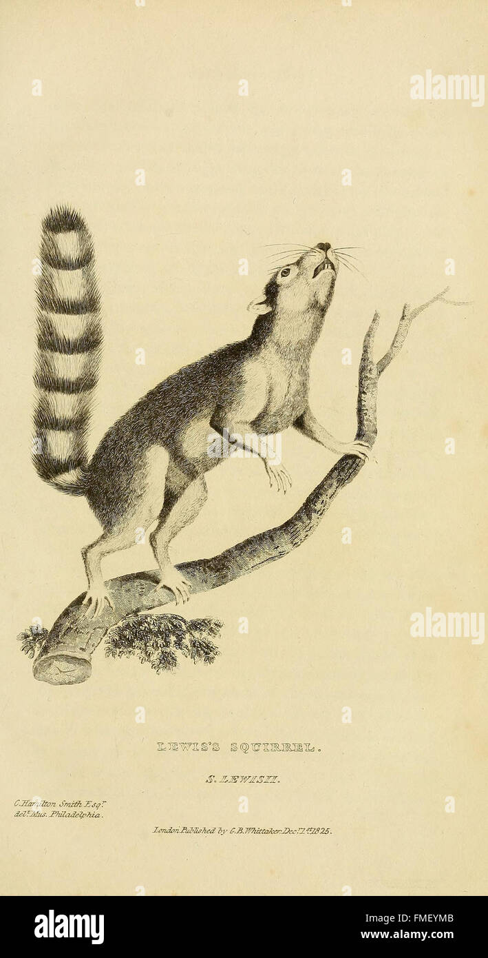 Plate 34 from 'The Animal Kingdom' provides detailed illustrations of ...
