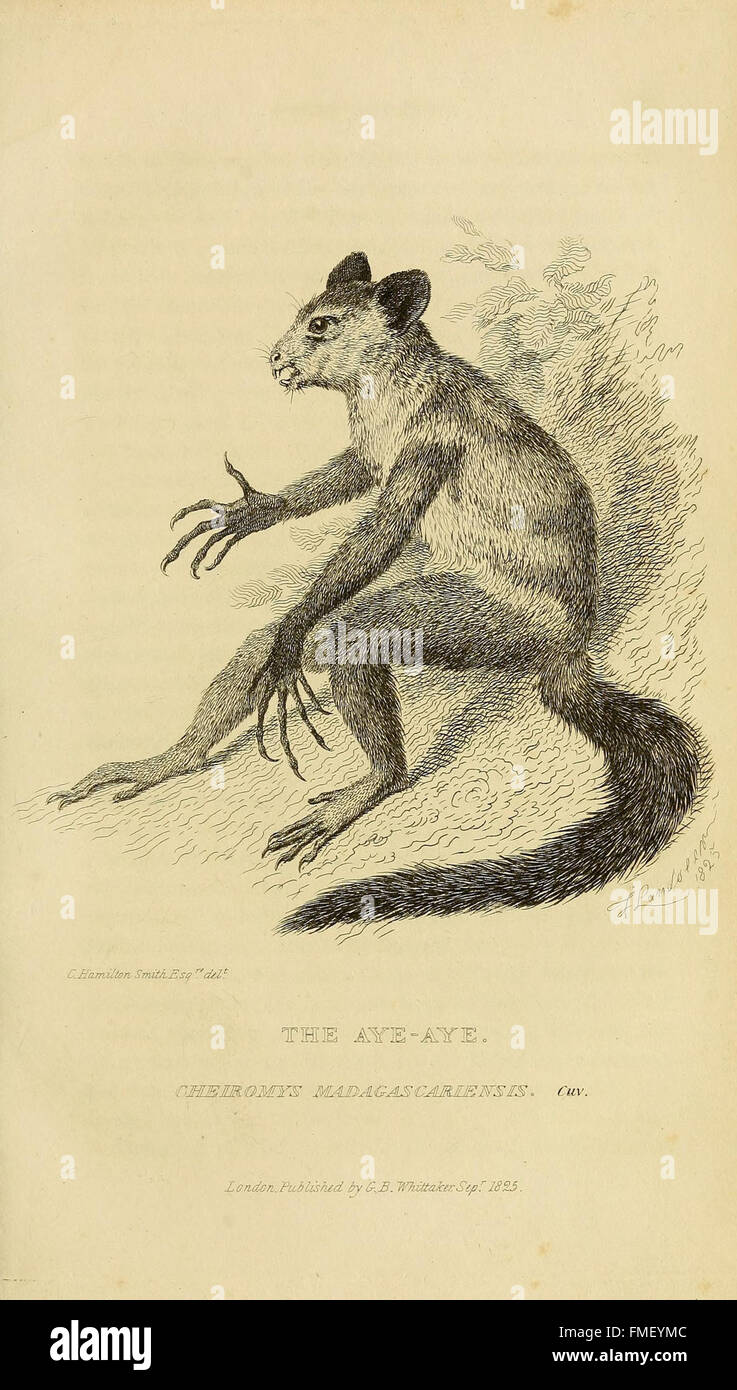 Plate 35 from 'The Animal Kingdom' features detailed illustrations of ...