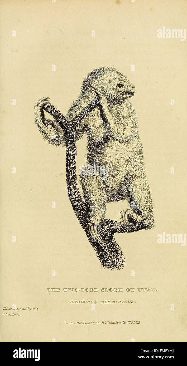 Plate 45 from *The Animal Kingdom* provides illustrations of various ...