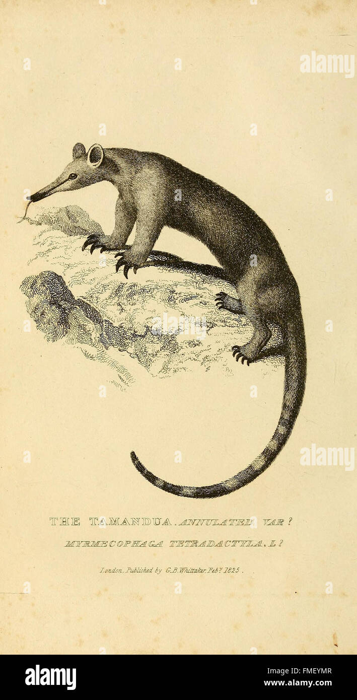 Plate 51 from 'The Animal Kingdom' presents detailed illustrations of ...