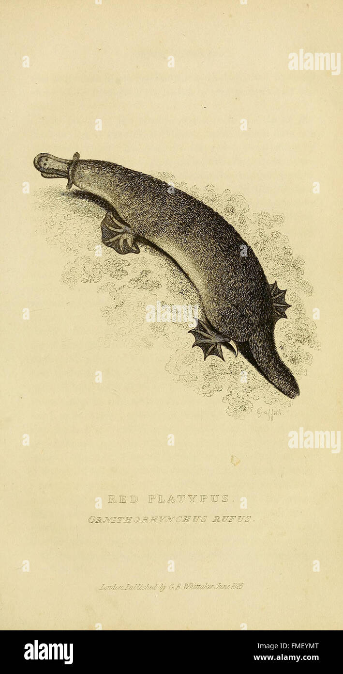 Plate 53 from 'The Animal Kingdom' features a variety of animal species ...
