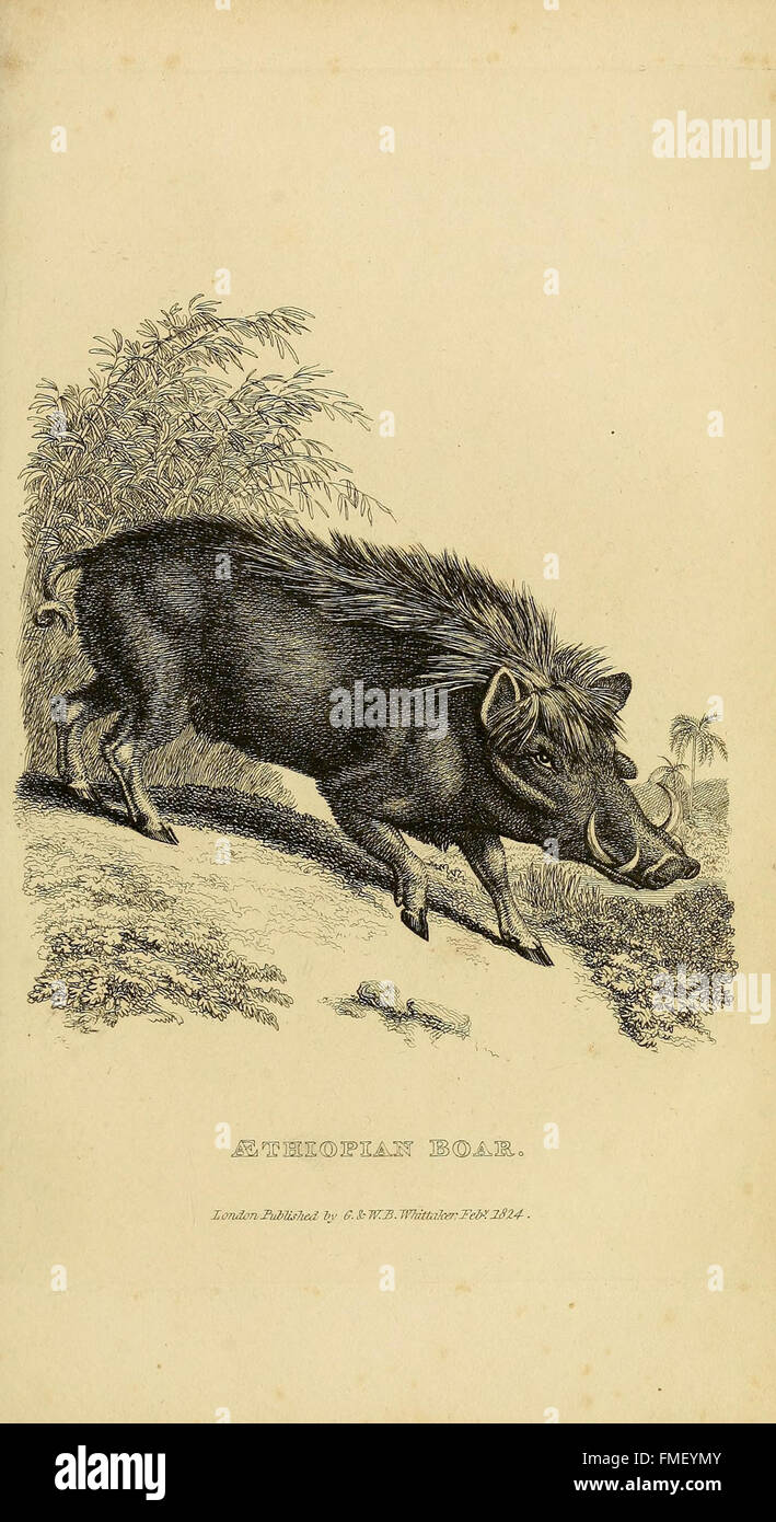 Plate 59 from 'The Animal Kingdom' features a variety of animal species ...