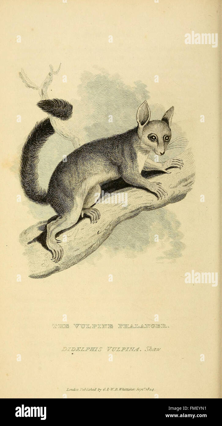 'The Animal Kingdom' (Plate 8) provides a detailed depiction of animal ...