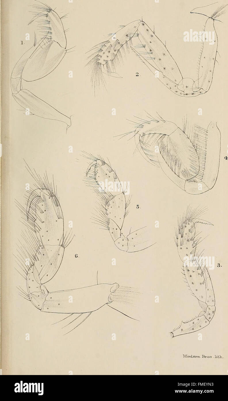 Published in 1885, 'The Annals and Magazine of Natural History' is a ...