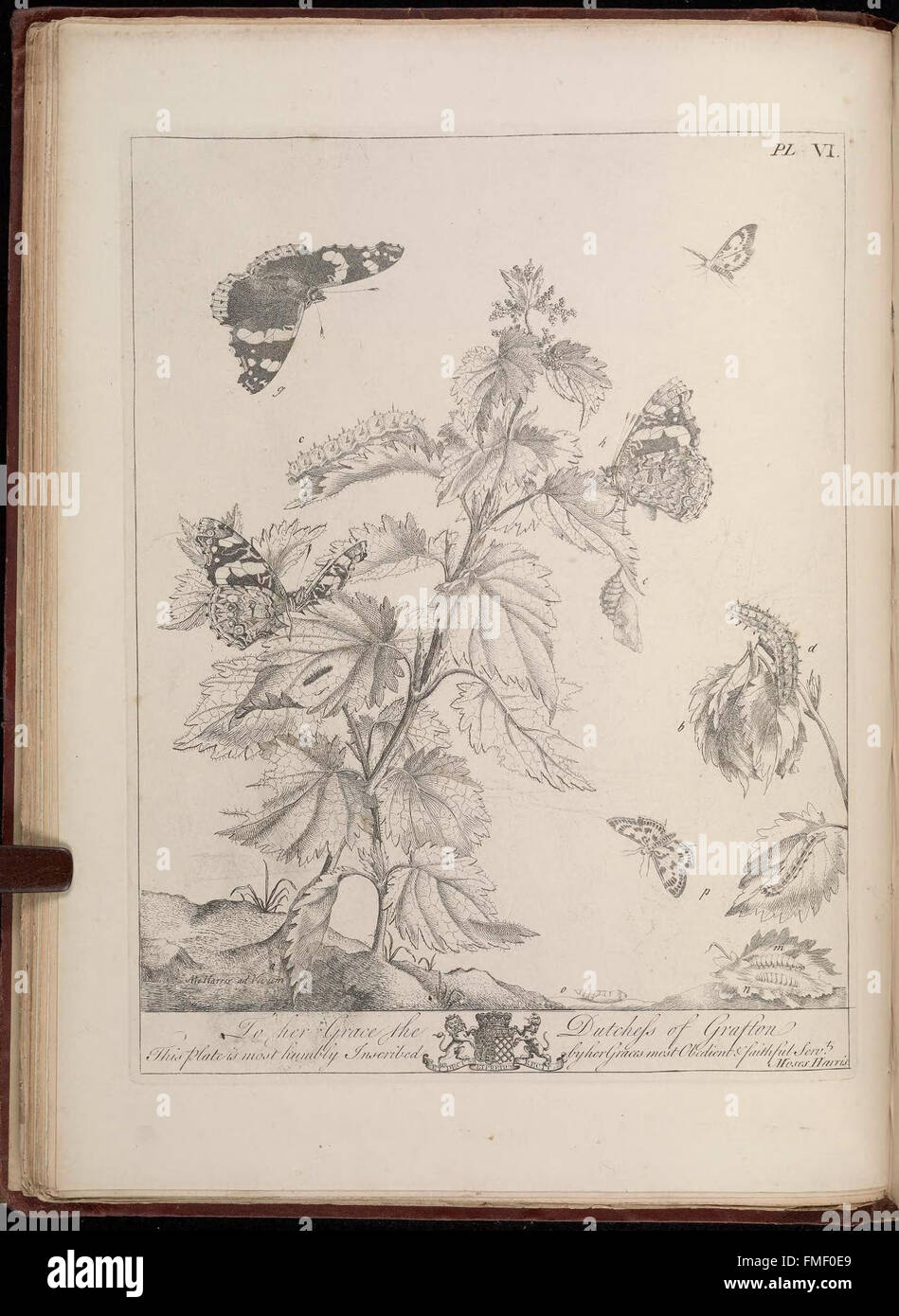 Plate VI from 'The Aurelian' showcases illustrations of butterfly ...
