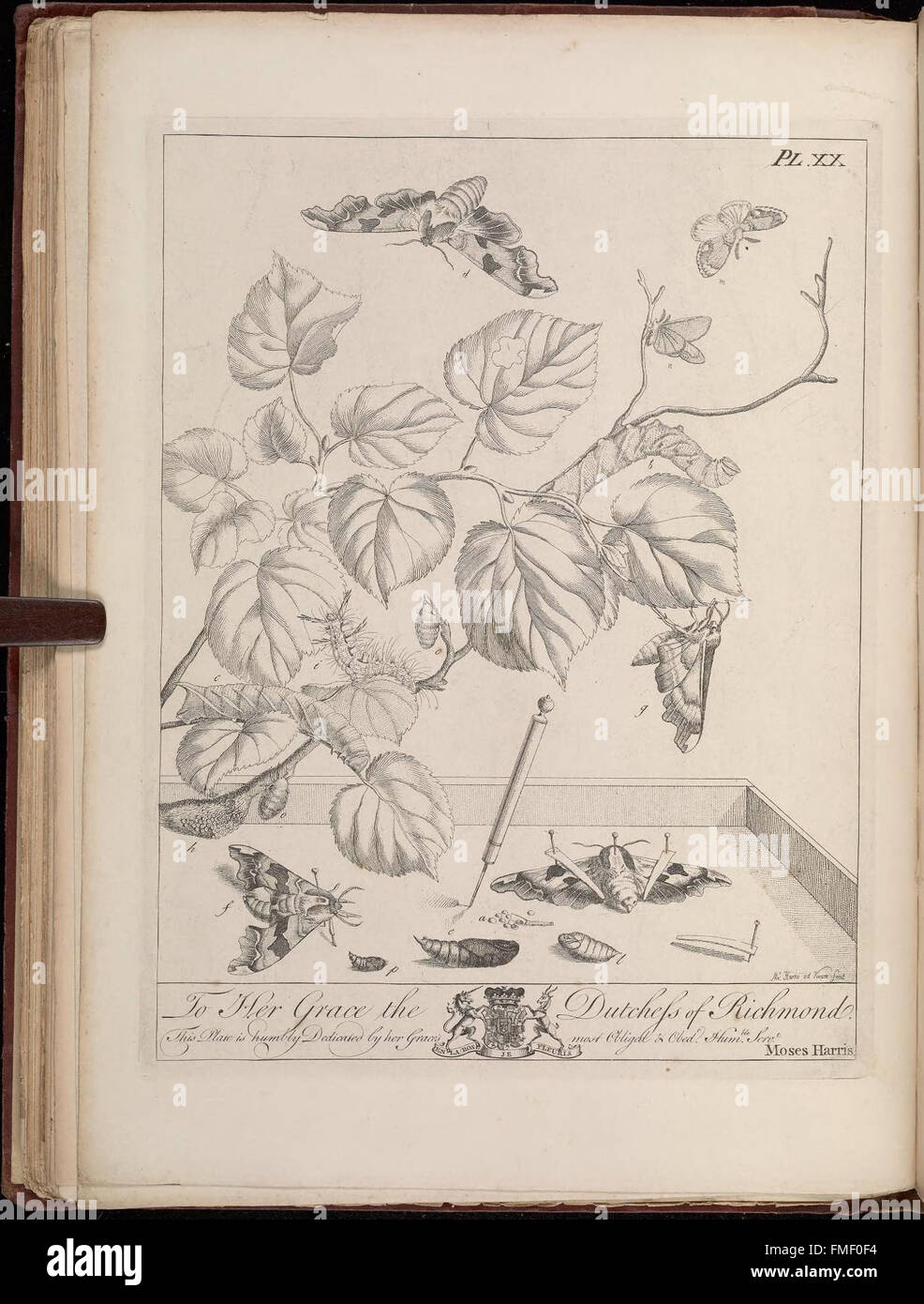 'The Aurelian' (PL. XX) showcases detailed illustrations of butterflies ...