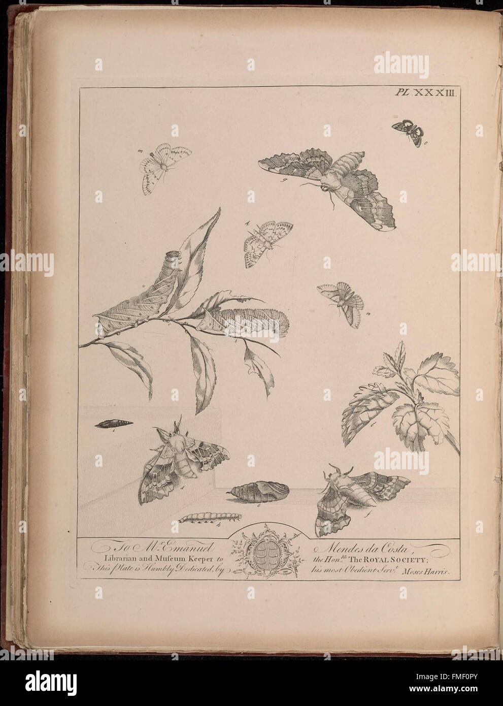 Lepidopteran species hi-res stock photography and images - Alamy