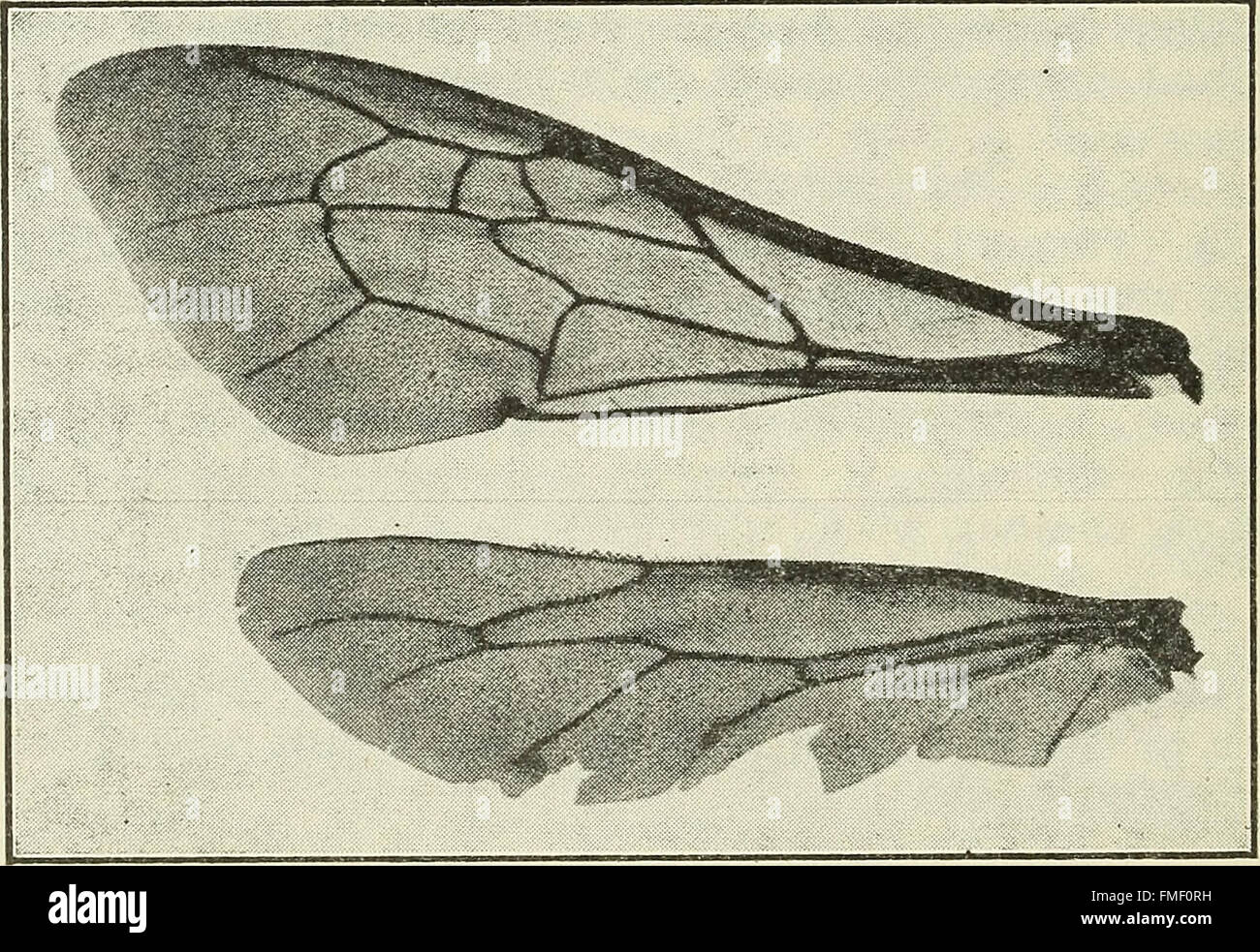 'The Australian Zoologist' (1934) is a journal focused on the study of ...