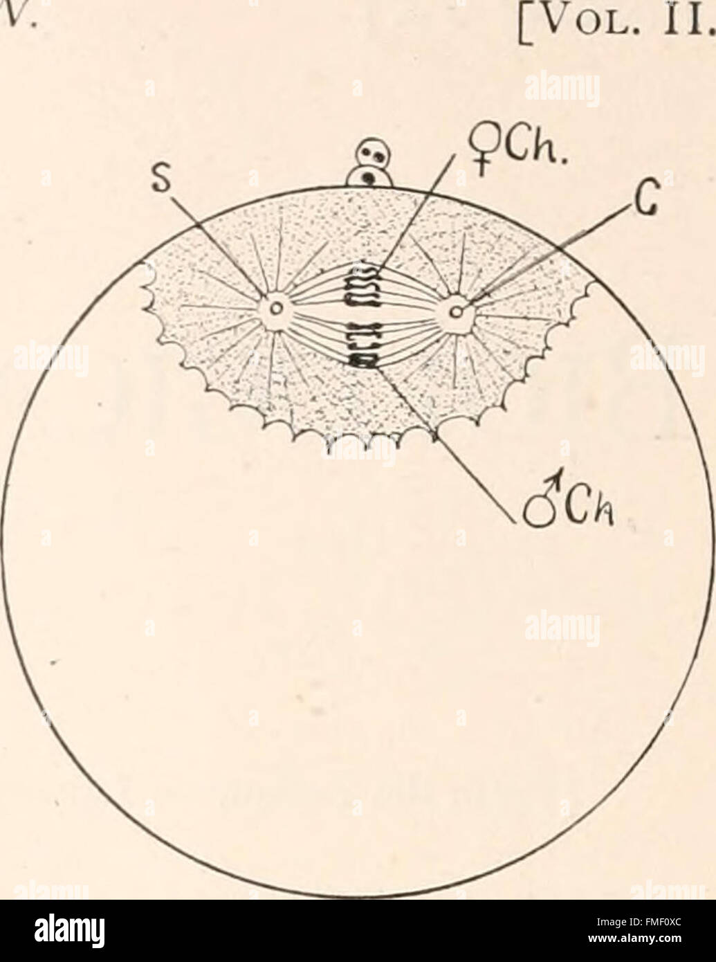 The Biological bulletin Stock Photo - Alamy