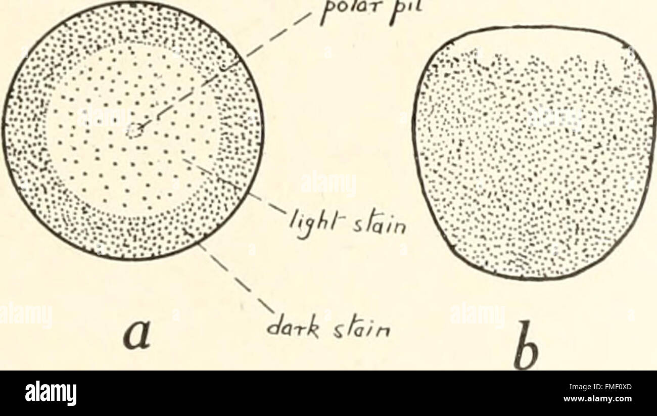 The 'Biological Bulletin' is a scientific journal publishing research ...