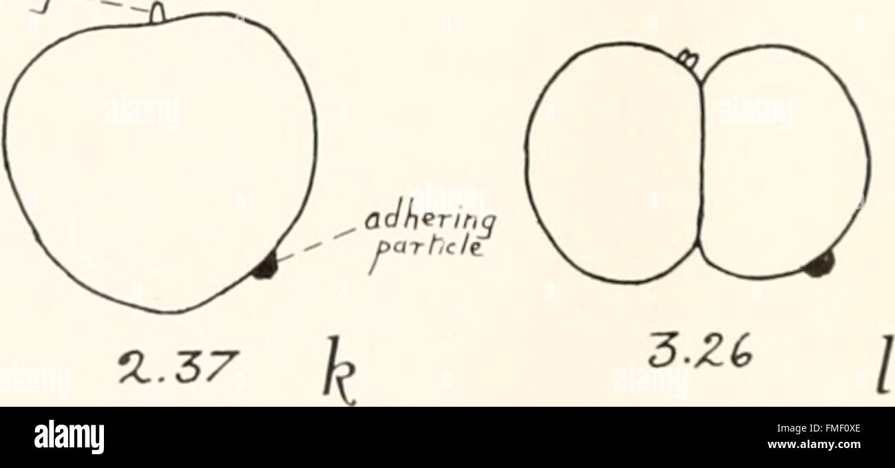 The Biological bulletin Stock Photo - Alamy