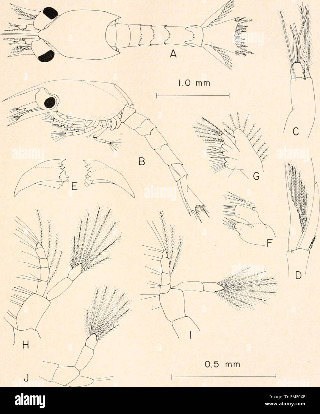 The Biological Bulletin is a scientific journal focusing on biological ...