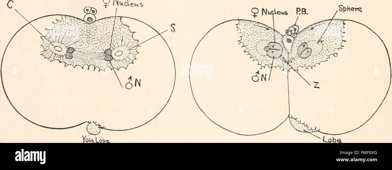 The Biological bulletin Stock Photo - Alamy