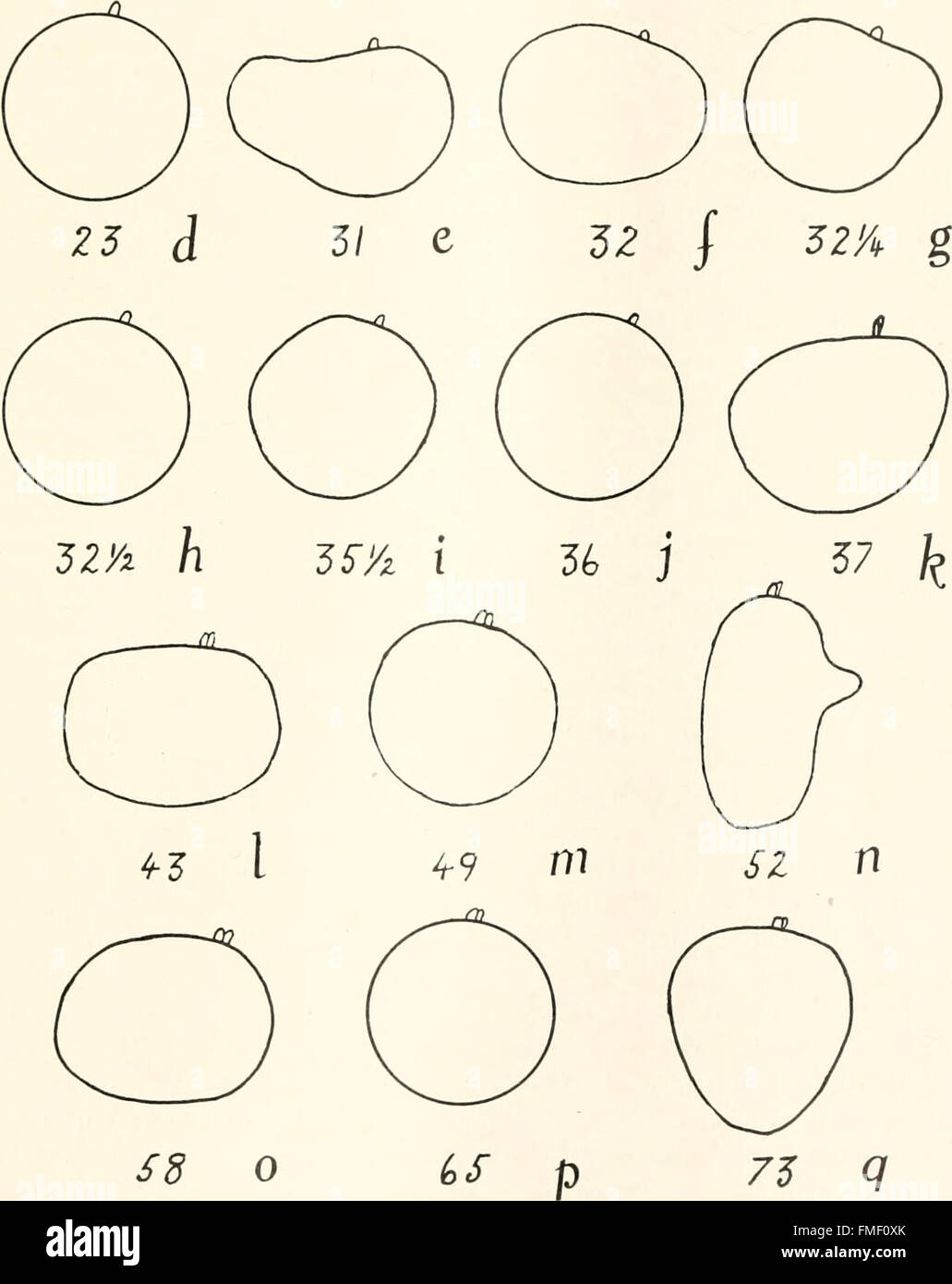 The Biological bulletin Stock Photo - Alamy