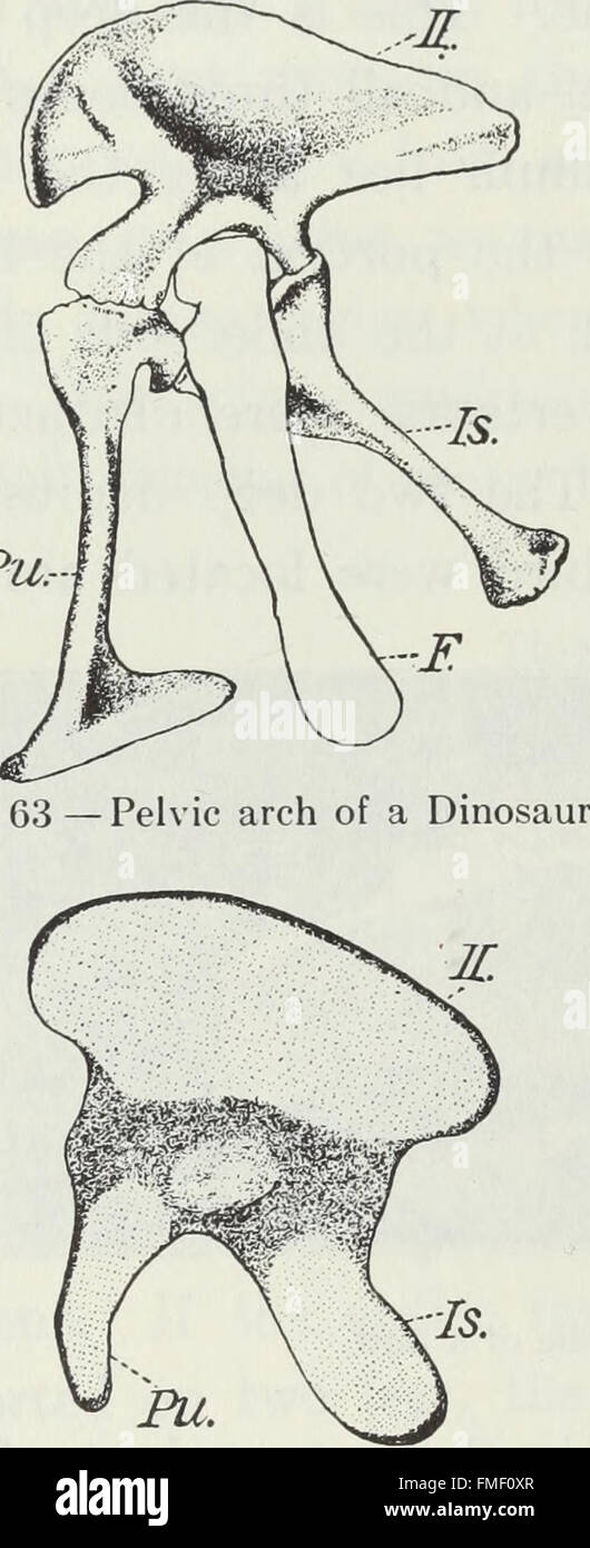 'The Bird, Its Form and Function' (1906) explores the anatomy ...