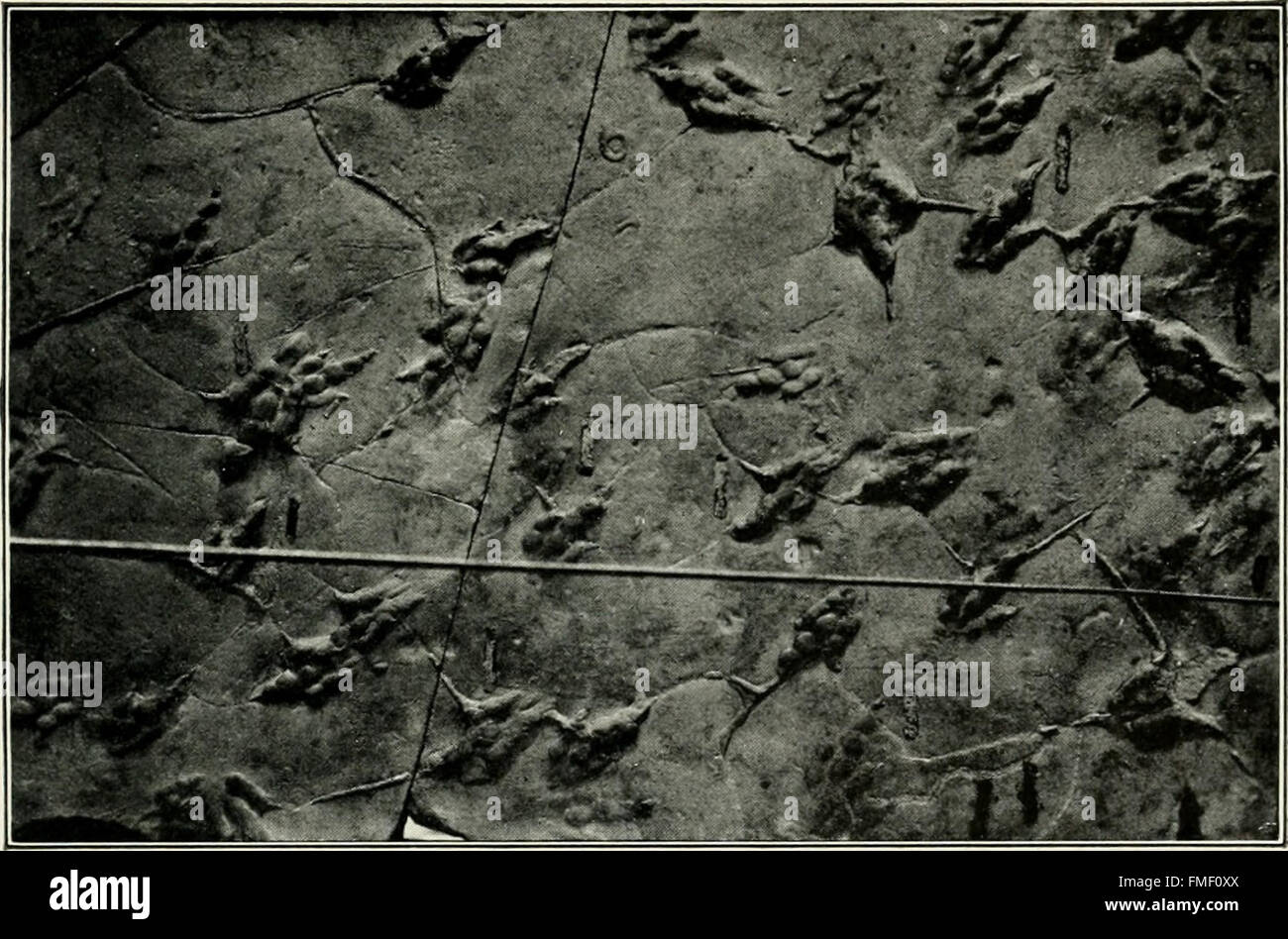 This 1906 work explores the physical form and functional adaptations of ...