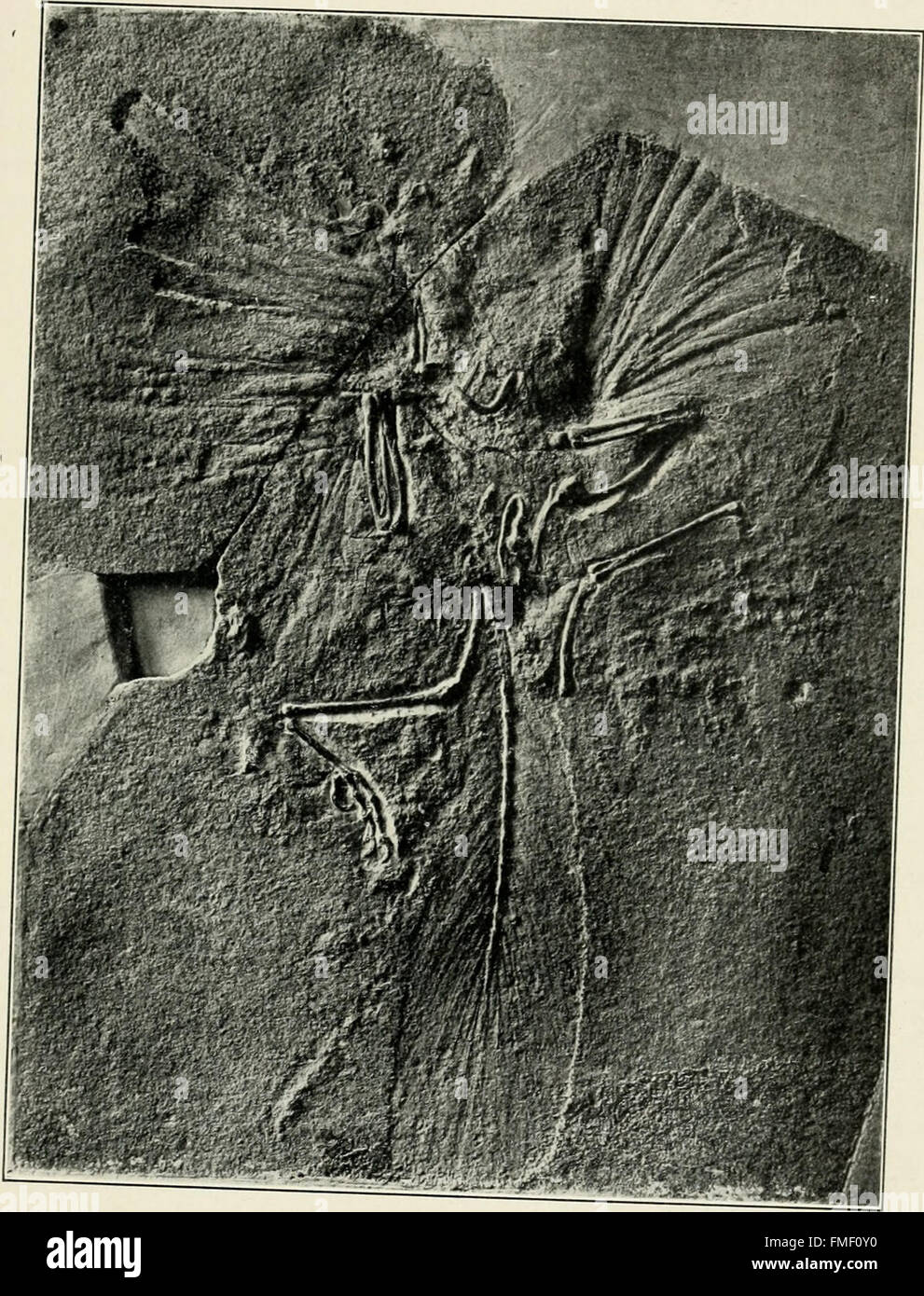 'The Bird, Its Form and Function' (1906) explores the anatomical ...