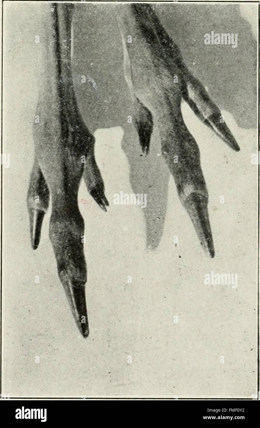 'The Bird, Its Form and Function' (1906) explores the anatomical ...