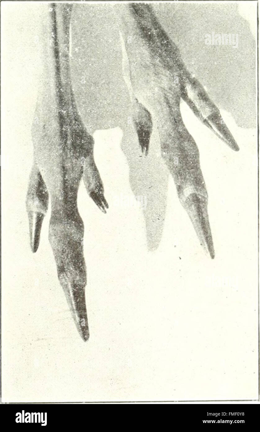 'The Bird, Its Form and Function' (1906) explores the anatomy, behavior ...