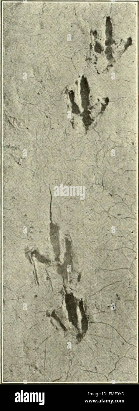 'The Bird: Its Form and Function' (1906) explores the anatomical ...