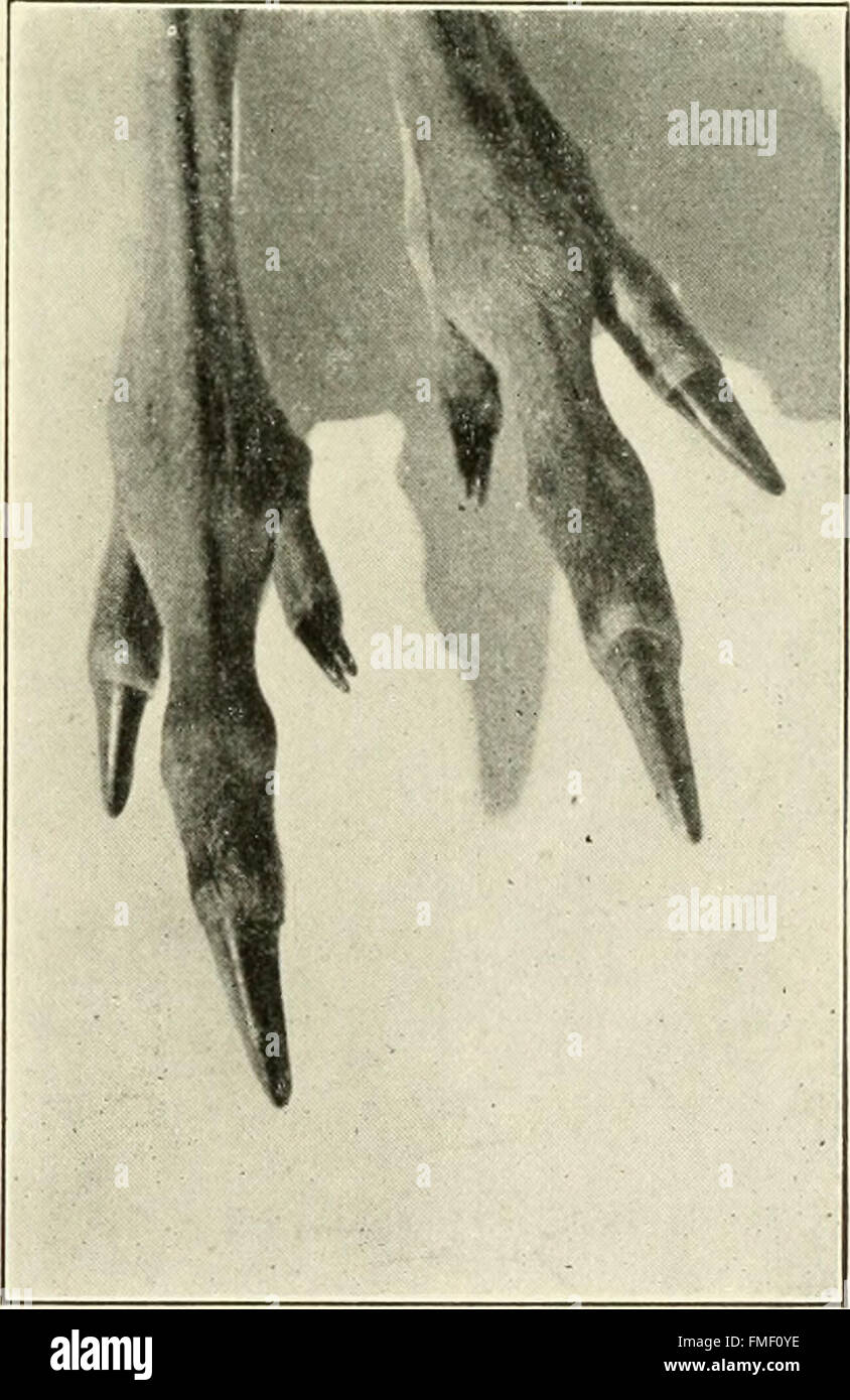 A 1906 publication exploring avian anatomy and physiology, detailing ...