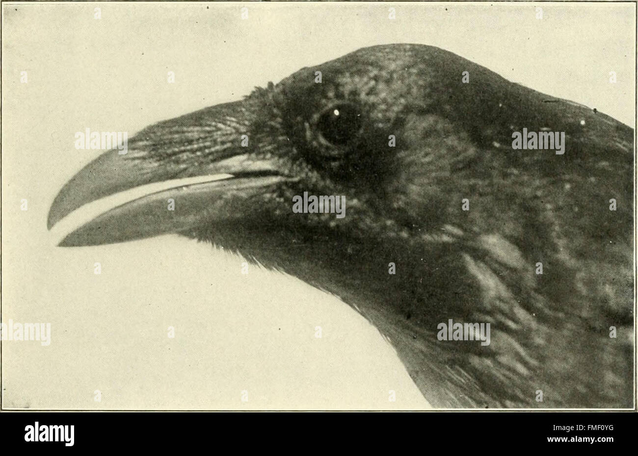 Respiratory system bird hi-res stock photography and images - Alamy