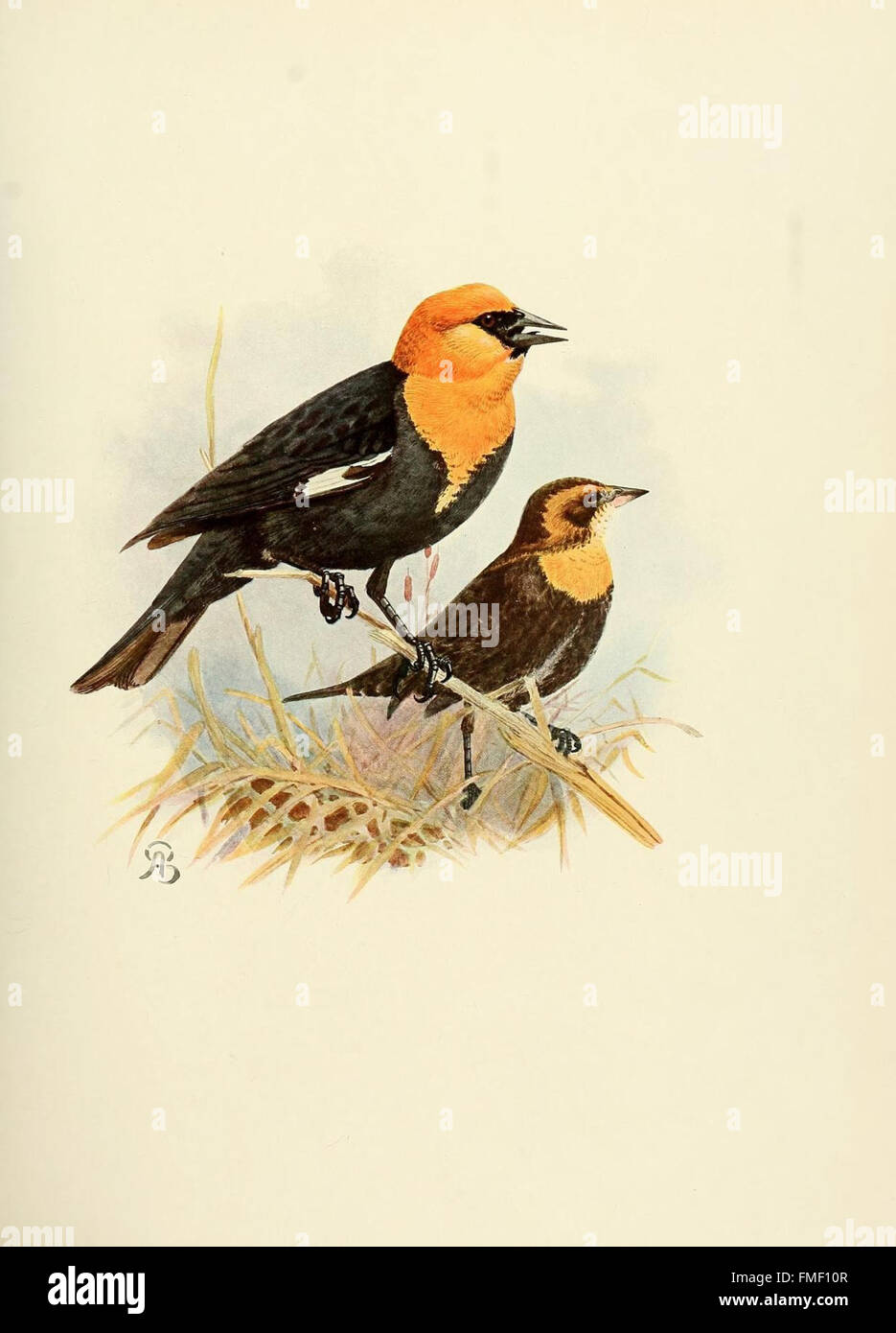 This plate from 'The Birds of California' showcases various bird ...