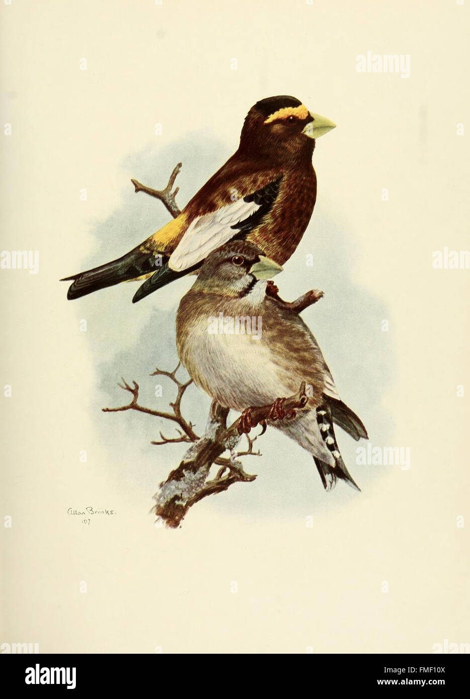 Plate 15 from 'The Birds of California' illustrates various bird ...