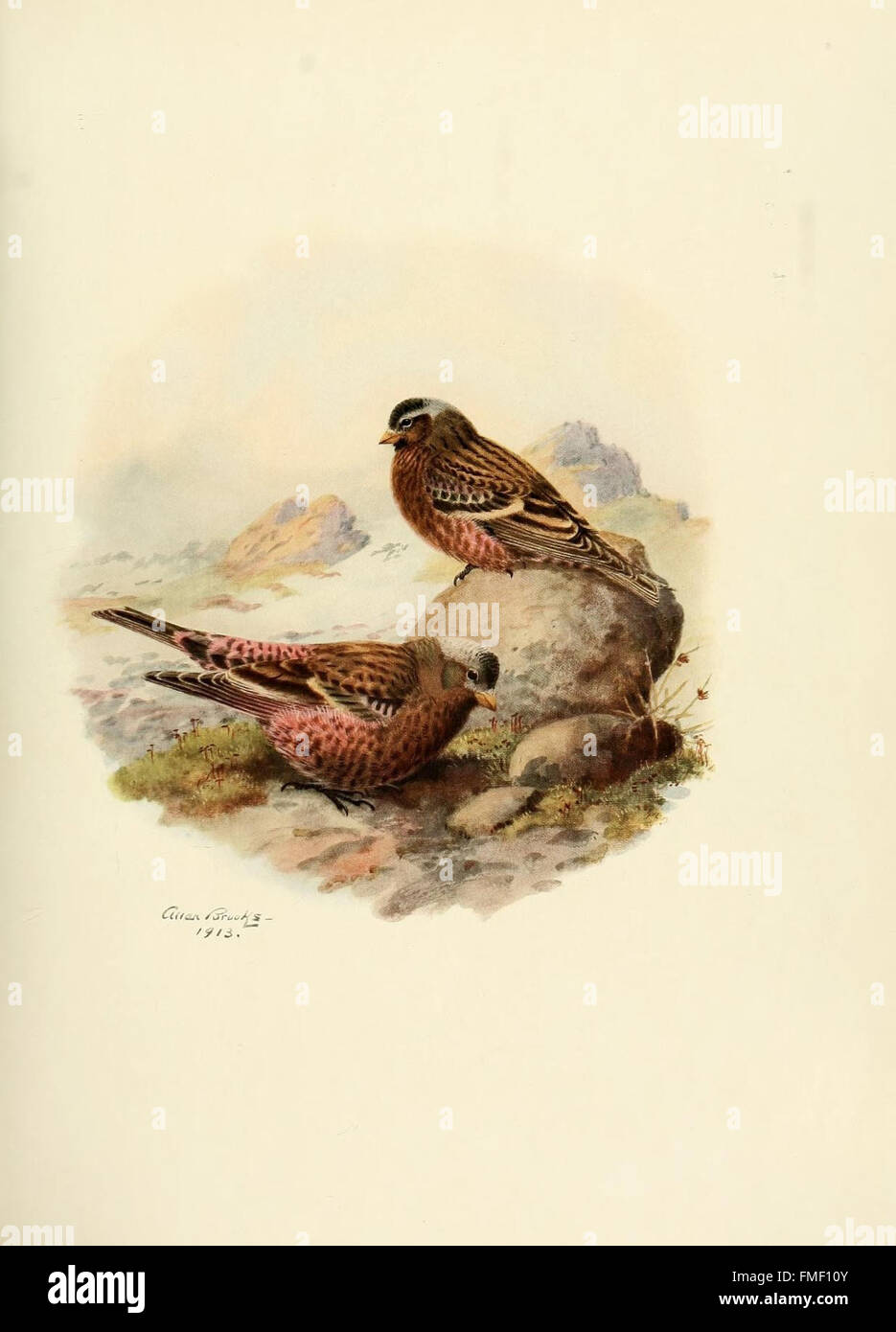 Plate 16 from *The Birds of California* illustrates various bird ...